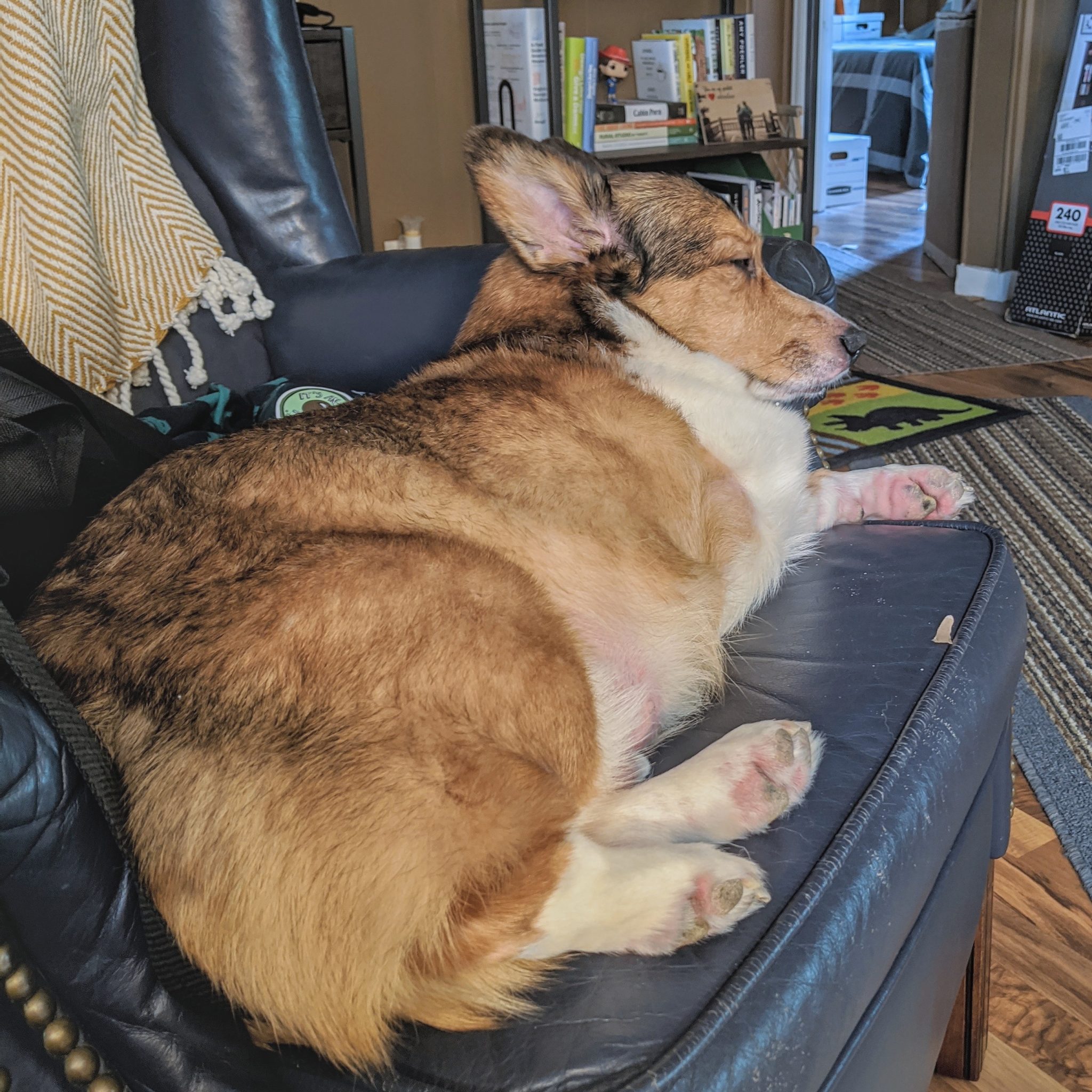 Springing into 2020 at Charles Avocado VanGogh, the three-legged corgi