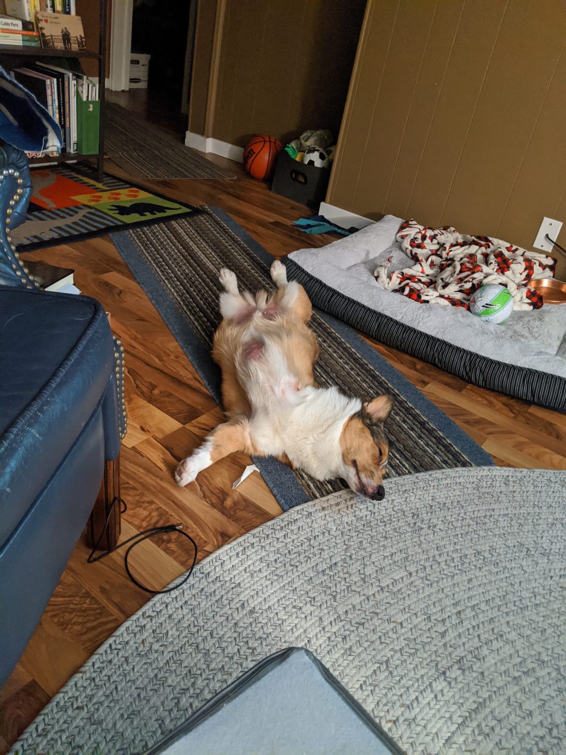 Springing into 2020 at Charles Avocado VanGogh, the three-legged corgi